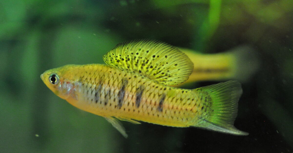 New study reveals genes that ‘don’t play well together’ in swordtail ...