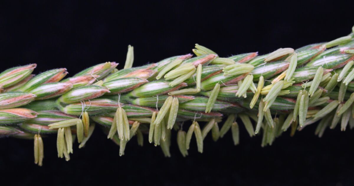 New discovery about how plants make sex cells for reproduction ...